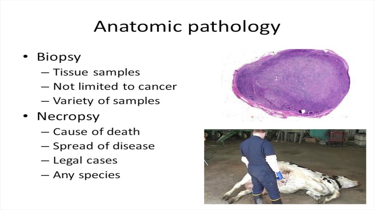 Morris Animal Foundation Presents Lecture on Veterinary Pathology