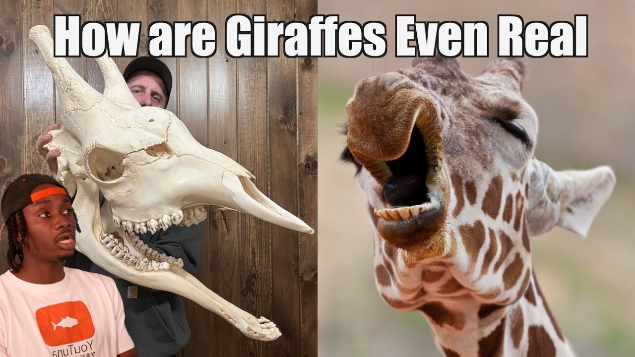 You Have No Idea How Weird Giraffes Are