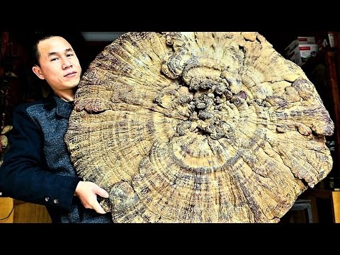 Immortal or near Immortal Organisms | Physical Immortality - the mass ...