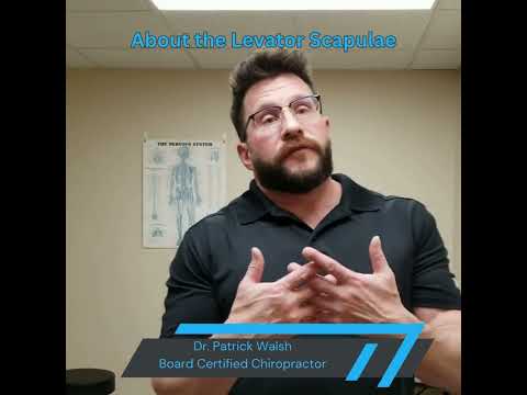 What is the Levator Scapulae Muscle?🤔 #neckpain #wellnesstips #chiropractor #hagerstown