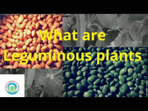 Leguminous plants | What are leguminous plants| science learning academy