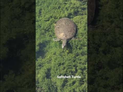 Texas Softshell Turtle