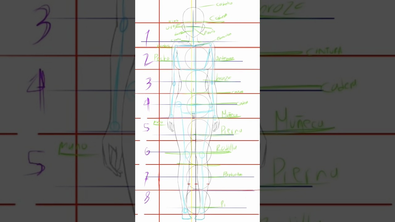creando bocetos de cuerpo completo. usando la técnica de 8 cabezas.
