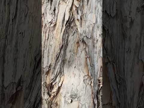 Melaleuca Leucadendron.!🌳#trees #explore #nature #short #shortvideo #zhulabi #vlog #viralshorts