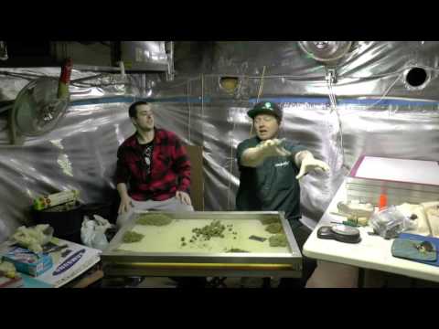 Rosin Tech. The Death of BHO? | How to Make Rosin - Solventless Hash Oil (SHO)