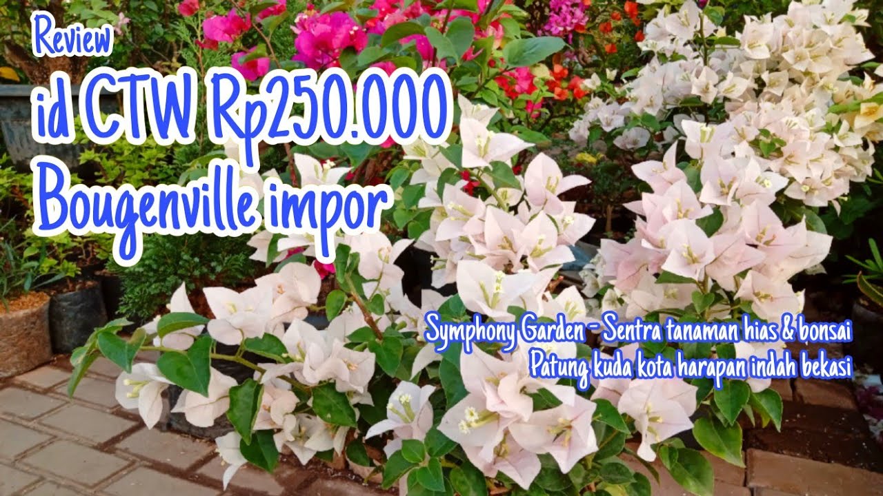 Bougenville import id CTW harga Rp250.000