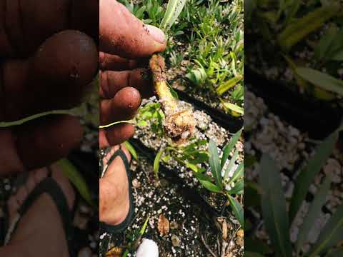 Callus Formation on Protea Starters! Looking so good! Hawaii 3,000 foot level!