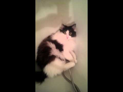 Steam Community :: Video :: Hector the cat
