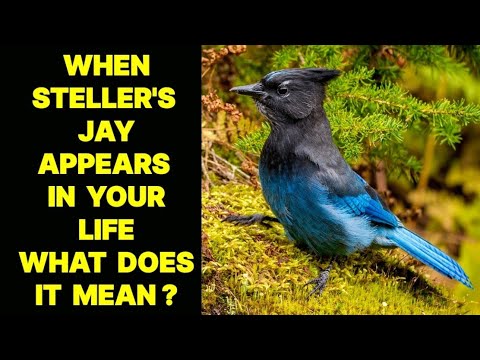 WHEN STELLER'S JAY BIRD APPEARS IN YOUR LIFE WHAT DOES IT MEAN ?