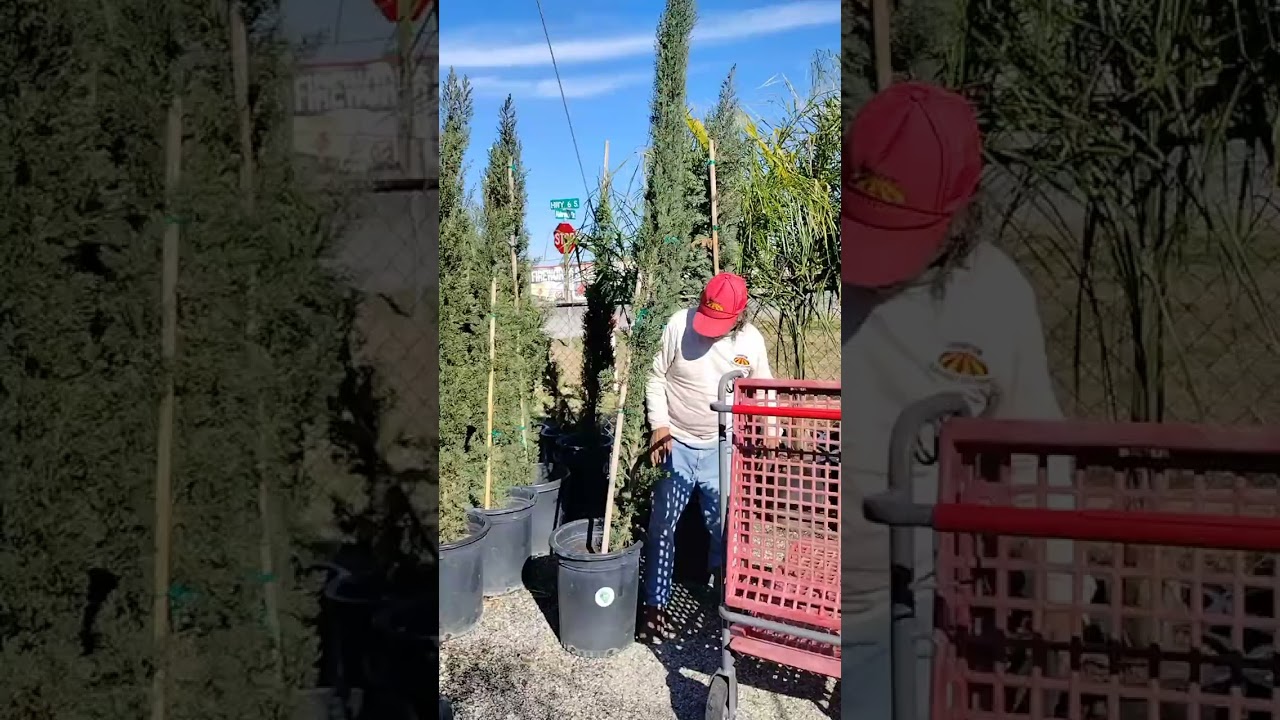 Creative Environments 🌴| Landscapes 832-410-2261