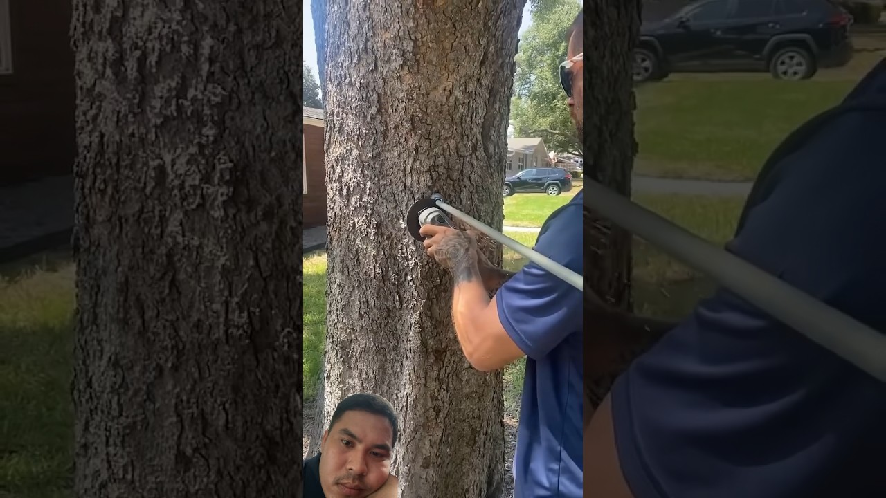 Prevent Tree From Splitting #treeservice #treecare #treebrace #tree #brace #landscaping #treework