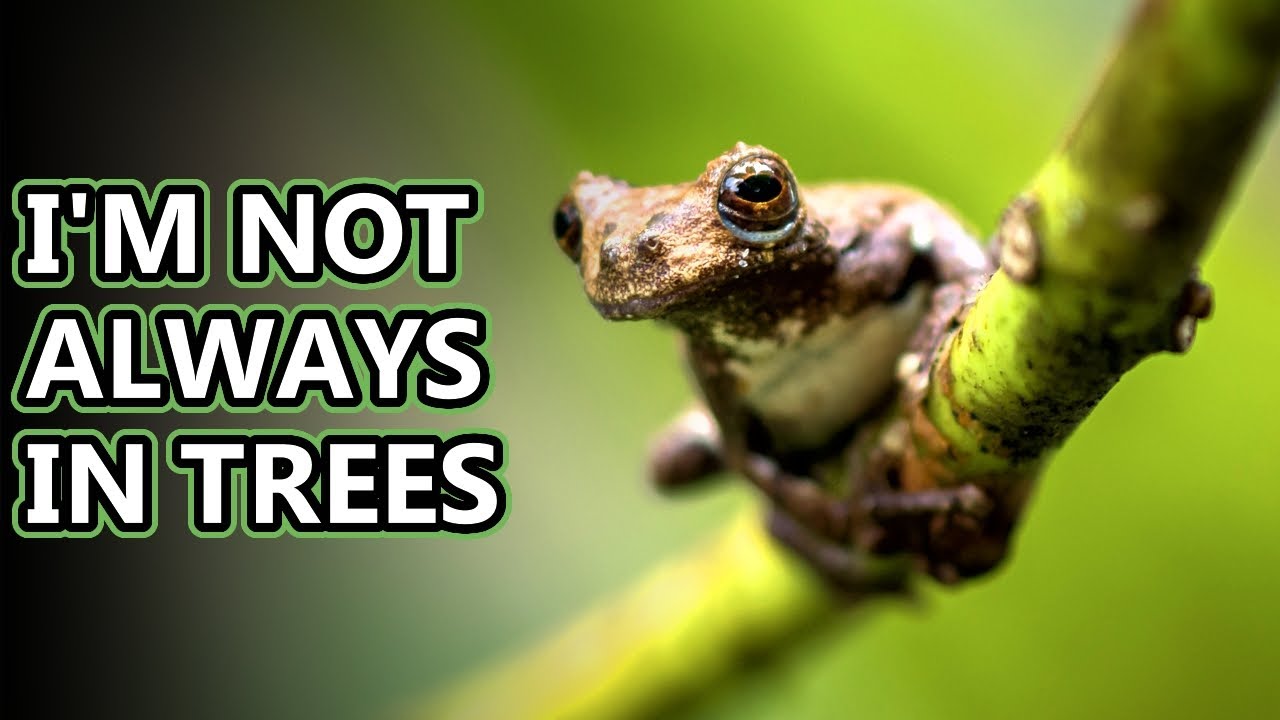 Tree Frog facts: not always in trees | Animal Fact Files