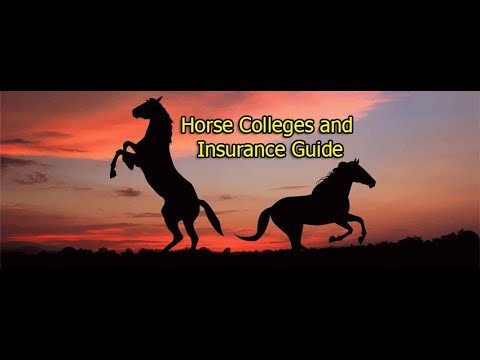 Pony Horse Breed with Mustang Breed