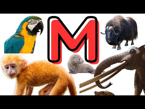 Animal - Fascinating World of Animals - Name of Animals That Start with M - English Mastery System