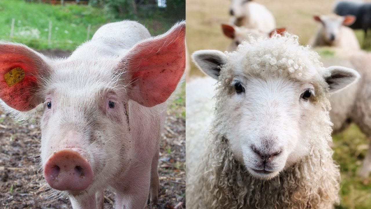 Farm animals for kids 🐷🐴🦆