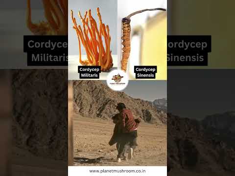 Cordycep Militaris v/s Cordycep Sinensis-Mushroom. #mushroomeating #mushroom #chefs #cordyceps