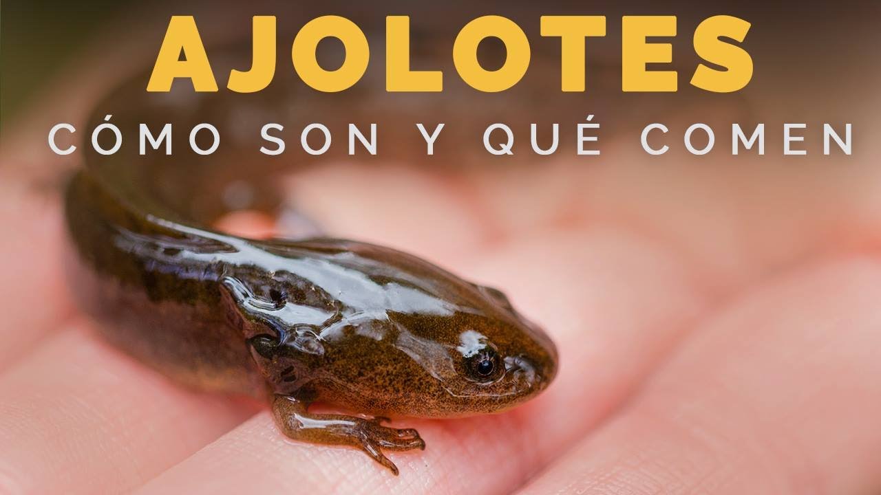AJOLOTES Que Comen y Cómo Son
