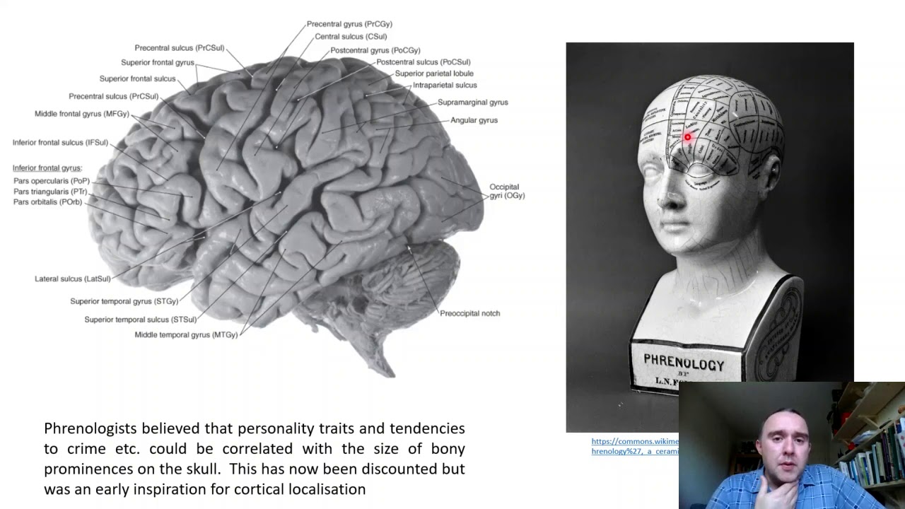 The cerebral cortex and functions of the brain lobes
