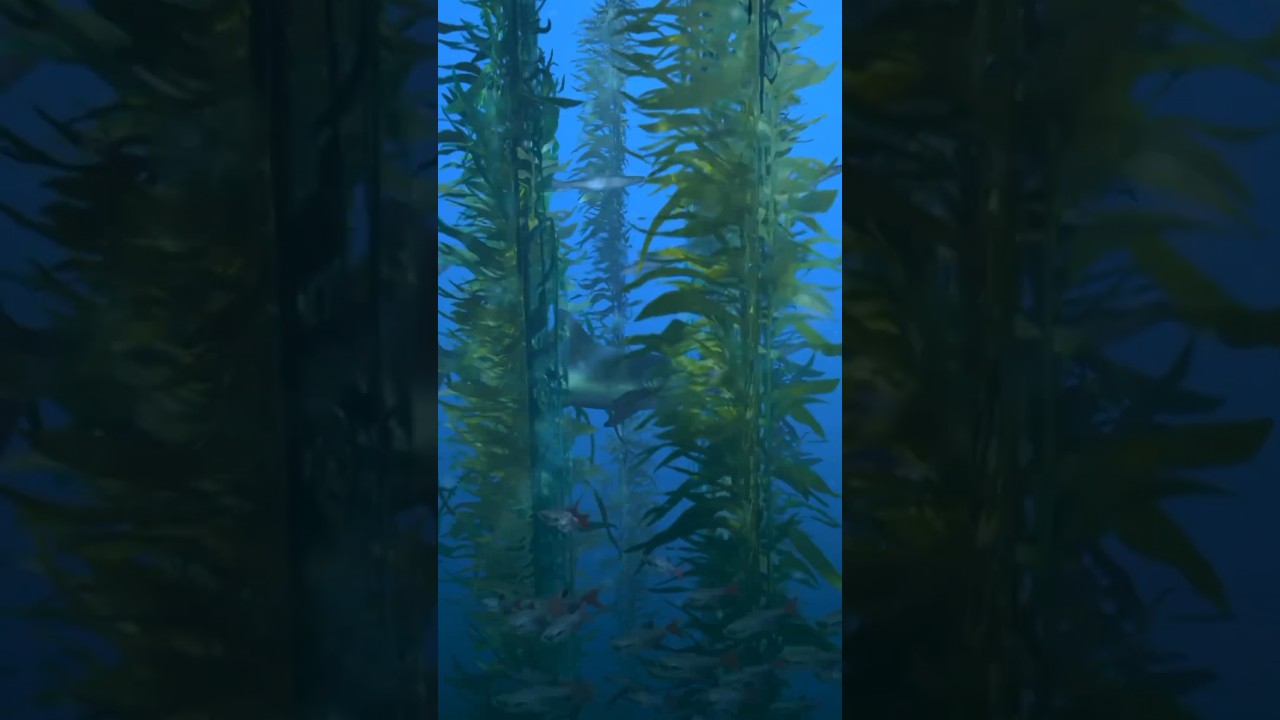 Seaweeds: Forests underwater🌱🐟🐡