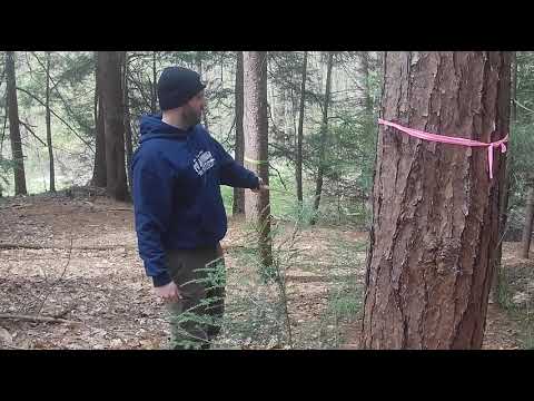 tree sampling along transect line terrestrial