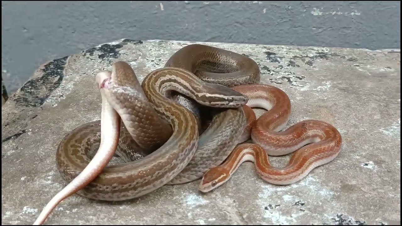 Brown House Snakes mating