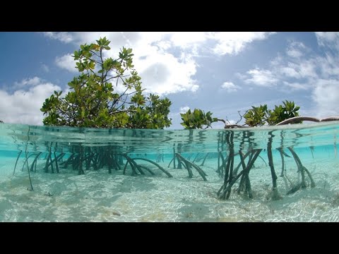 Magnificent Mangroves: Adaptations, Biodiversity, Outlook | Why Mangroves Are Important (and Cool)