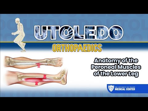 Anatomy of the Peroneal Muscles of the Lower Leg - UTOLEDO Orthopaedics