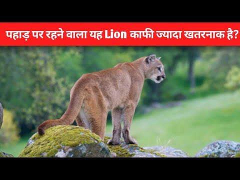 Cougar से जुड़ी कुछ मजेदार बातें- Interesting Facts About Cougar #YouTubeShortVideos #Shorts