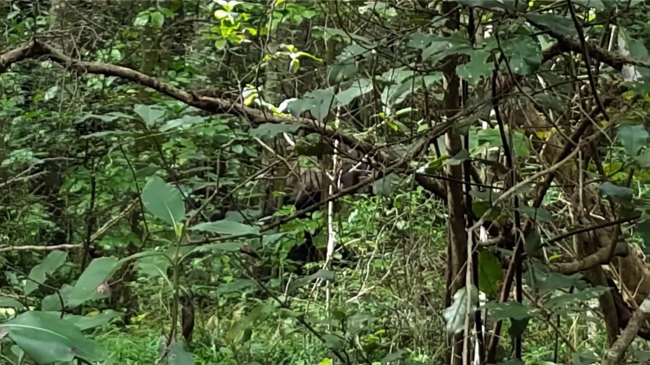 MOA SIGHTING - EXTINCT BIRD ALIVE?????