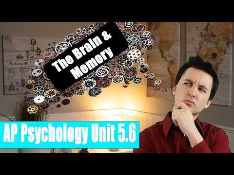 Biological Bases For Memory  [AP Psychology Unit 5 Topic 6] (5.6)