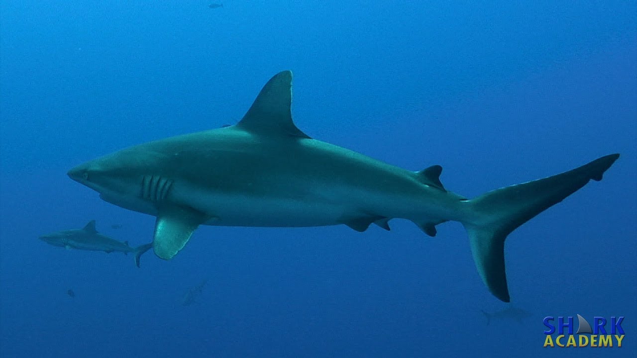 Gray Reef Sharks | SHARK ACADEMY