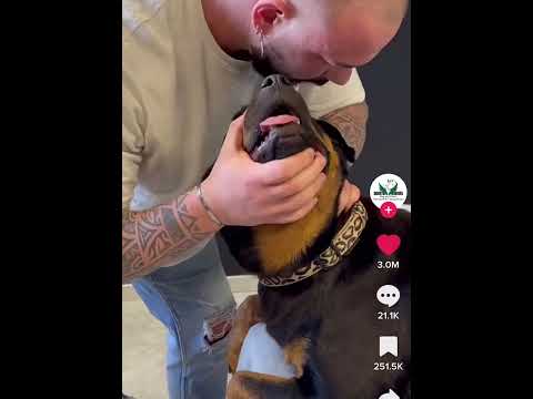 dog chiropractor funny