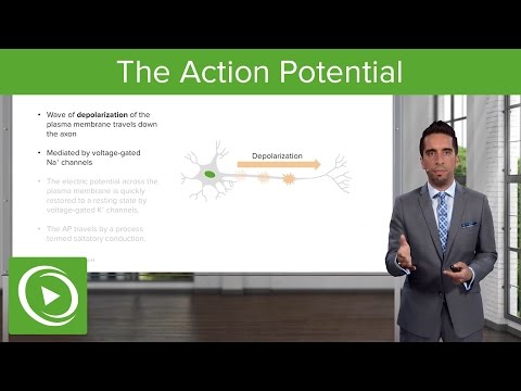Nervous System: The Action Potential – Psychology & Sociology | Lecturio