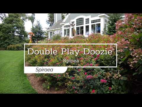 30 Seconds with Double Play Doozie® Spirea