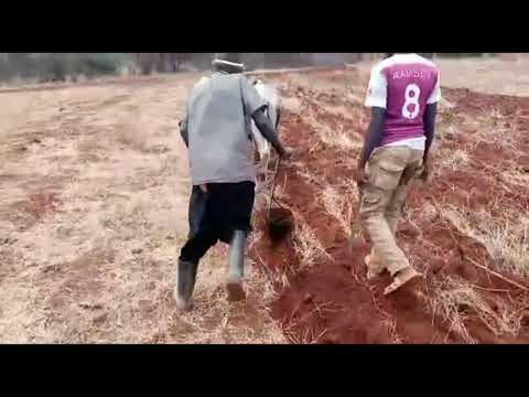 How to Ploughing the land using OX Plough and Sawing the Seeds before onset of the rains.