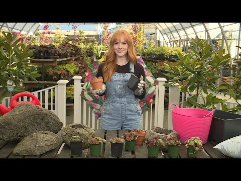 Get Up and Grow: How to plant and grow Hens and Chicks