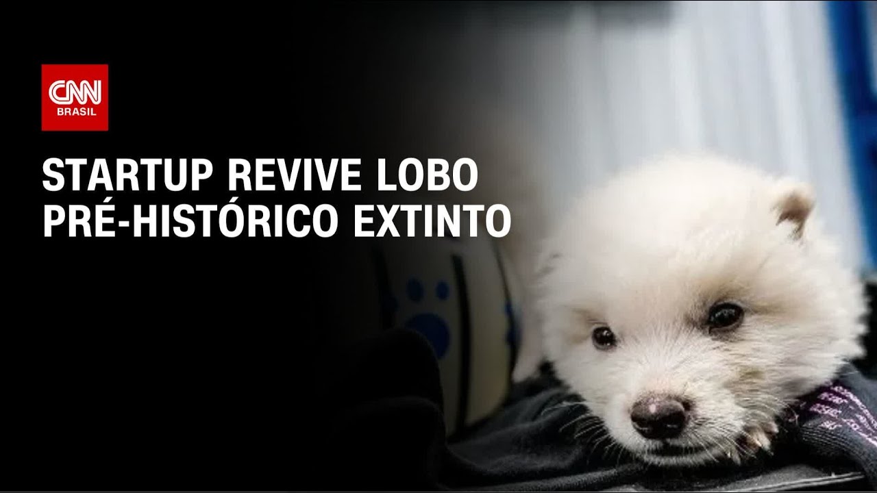 O que se sabe sobre a empresa que “recriou“ o lobo extinto | CNN Brasil
