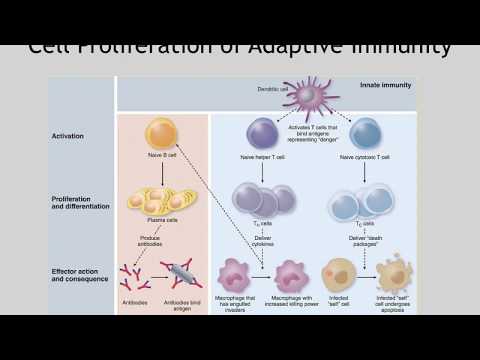 Adaptive Immune Response chapter 15