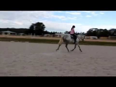 SOLD!! Beautiful grey eventer!