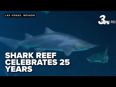 Shark Reef Aquarium marks 25 years with special events and attractions at Mandalay Bay