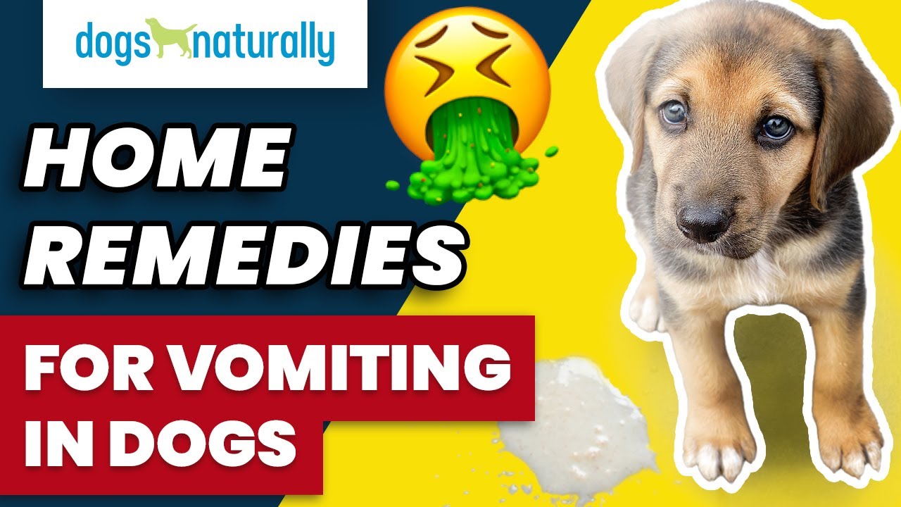 Home Remedies For Vomiting In Dogs