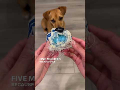 Barkbox review: Cutest Star Wars dog toy! #dog #shorts