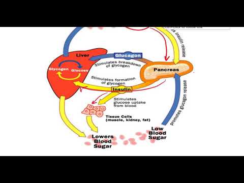 Digestion: Accessory organs, pancreas, gall bladder and liver