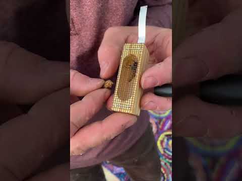 Beekeeping 101- Installing a new Queen