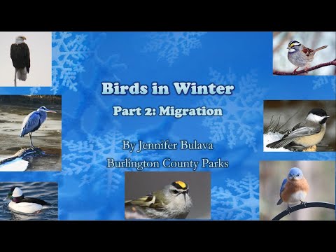 Birds in winter: Migration (Part 2)