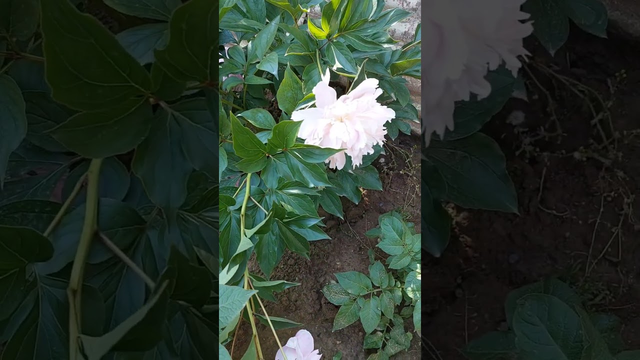 miya biwi ek dusre ka libas hai!!🧕👨‍🔬#bayan#hadees