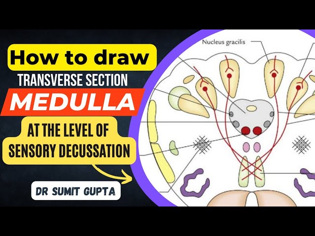 Understanding the Transverse Section of the Medulla at Sensory ...
