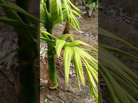 Arecanut (Betel Nut) Cultivation #farming #agriculture