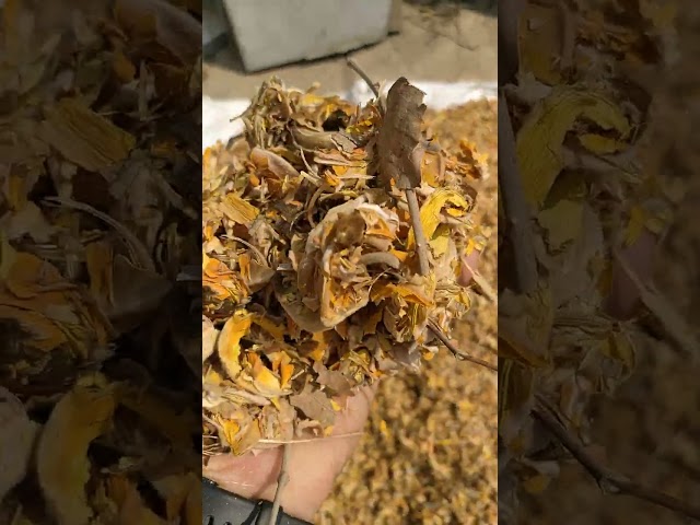 Herbal Flowers - Dried Akarkara Flower Manufacturer from Neemuch