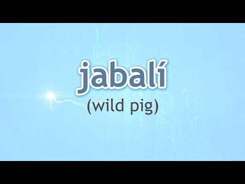 How to Pronounce Wild Pig (Jabalí) in Spanish